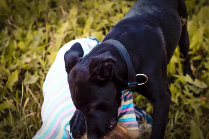 5-Year-Old Mauled and Scarred by Dog in Florida | Headline Reporter